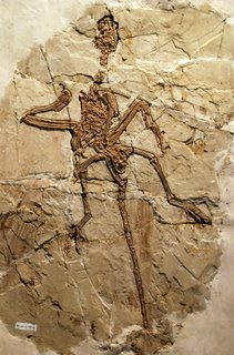 Jixiangornis